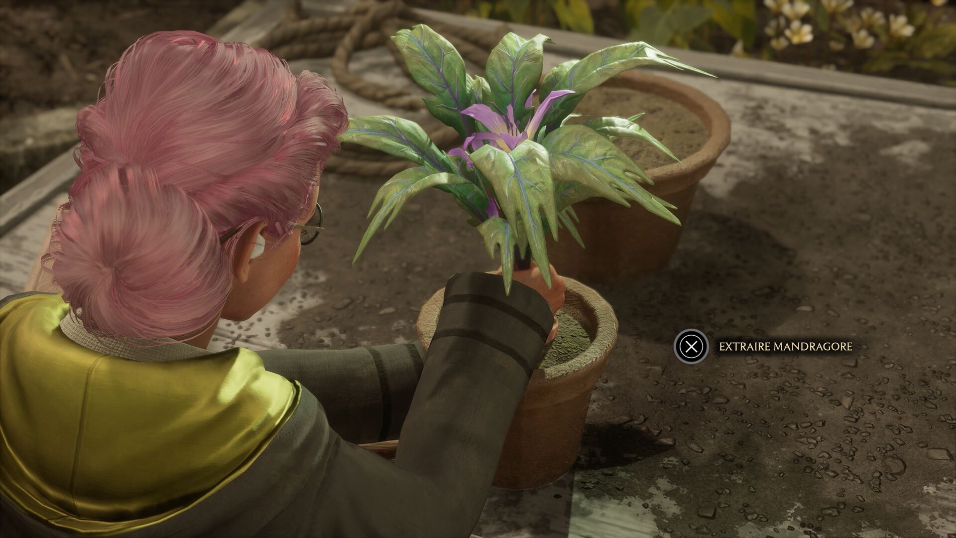 Hogwarts Legacy : Compléter tous les devoirs du Professeur Bulbille - Millenium