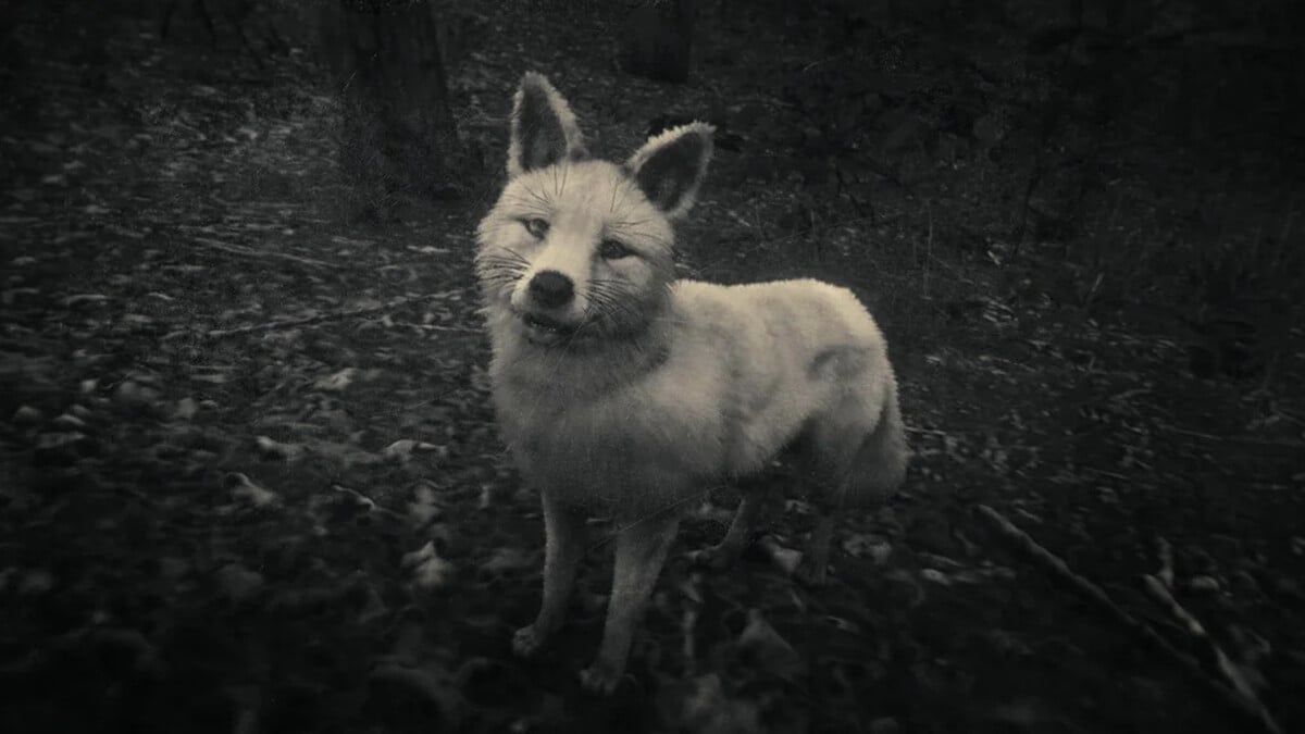 Renard légendaire Red Dead Redemption 2 : Où le trouver et comment ...