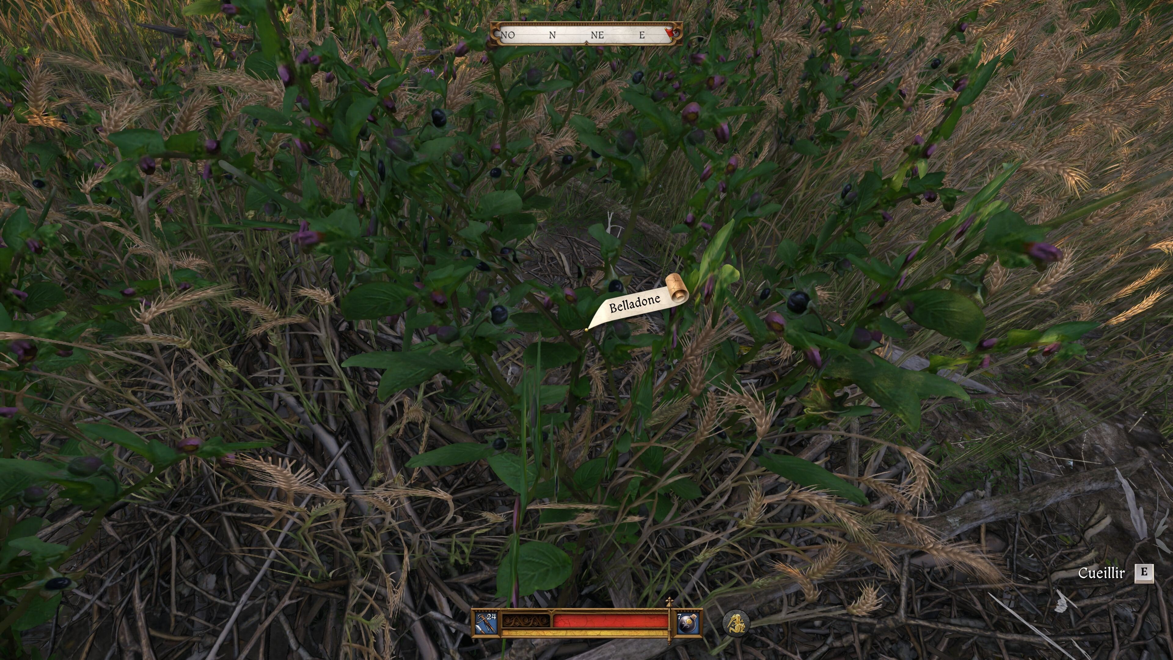 Belladone Kingdom Come 2 : Où trouver cette plante ? - Millenium
