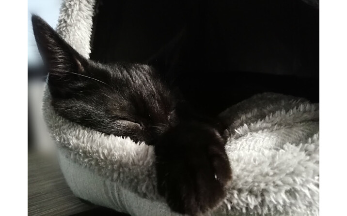 Stray : Partez à la rencontre de Murtaugh, le chat qui a inspiré celui ...